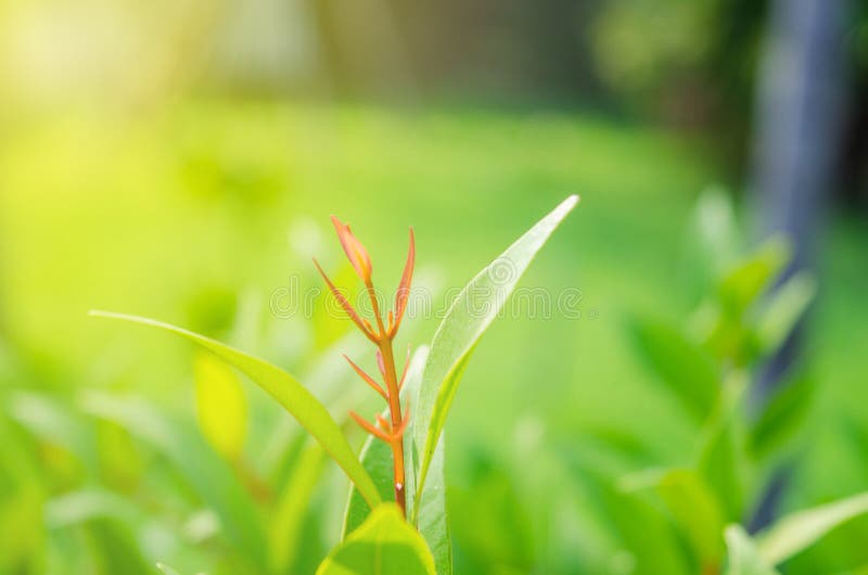 Green Leaves Put Out Leaf-buds is Red Stock Photo - Image of color ...