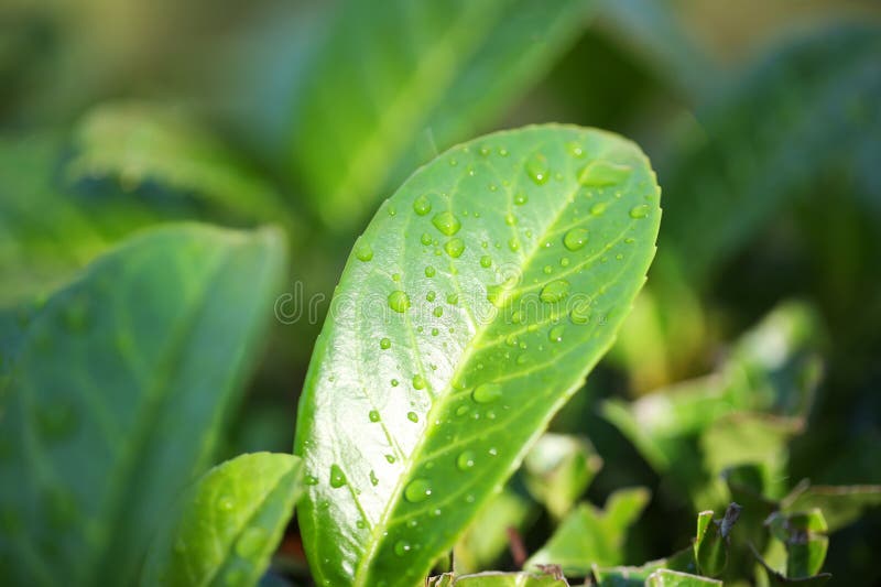 Green Leaves with Rain Drops Stock Image - Image of ecology, botany ...