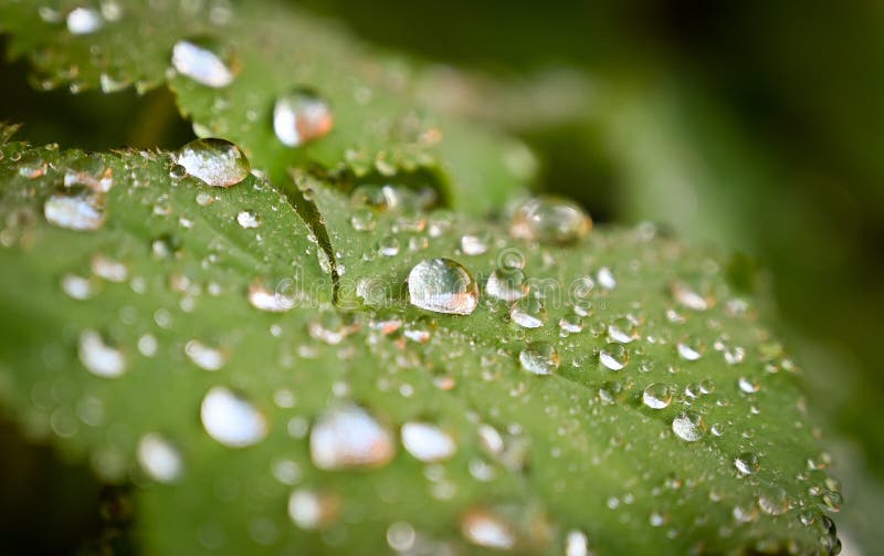 Green Leaves with Rain Drops Reflecting Light Stock Photo - Image of ...