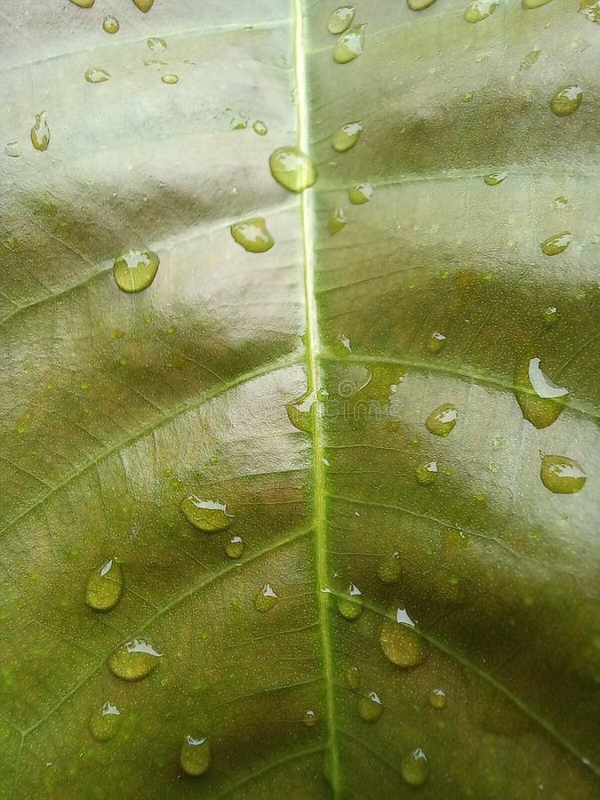 Green leaves after rain stock image. Image of plant - 266199711