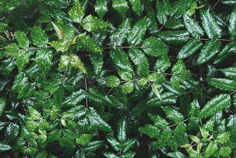 Green Leaves after the Rain Nature Background Stock Image - Image of ...