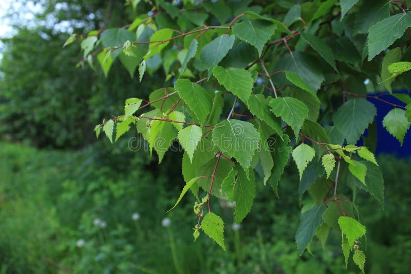 Green Leaves after the Rain in Perm Stock Photo - Image of kinfolk ...