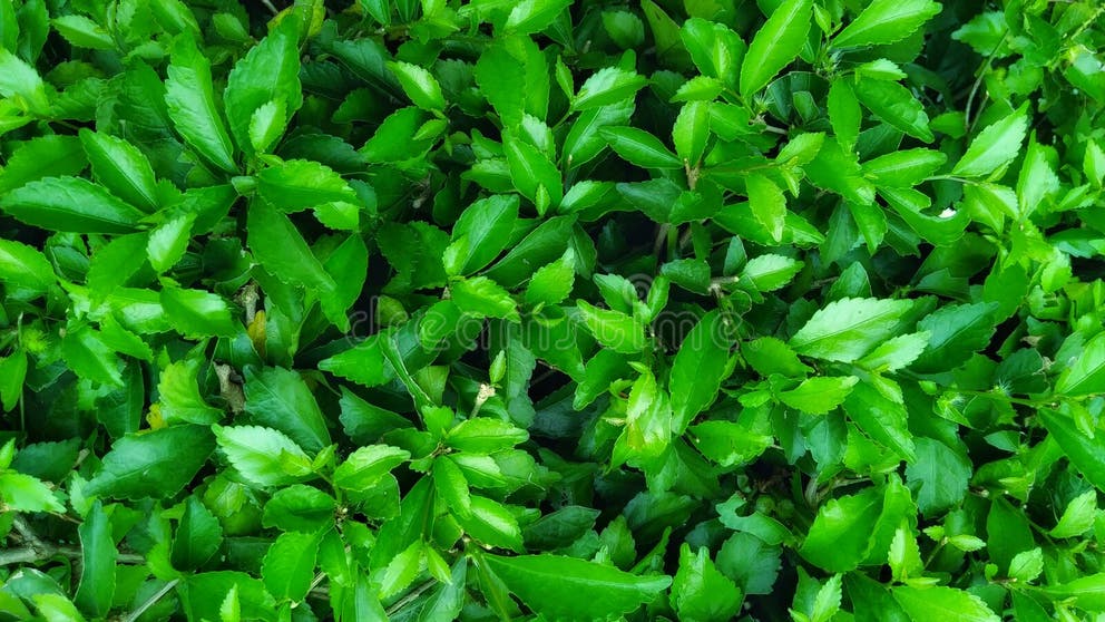 Green Leaves with Random Pattern for Background or Wallpaper Stock ...