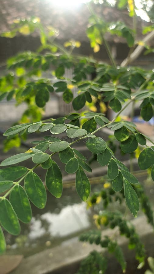 Green Leaves of Random Tree Stock Photo - Image of random, leaves ...