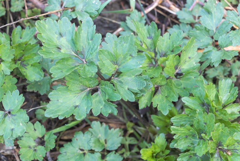 Green Leaves of Ranunculus Repens that Growing in the Wild Close Up ...