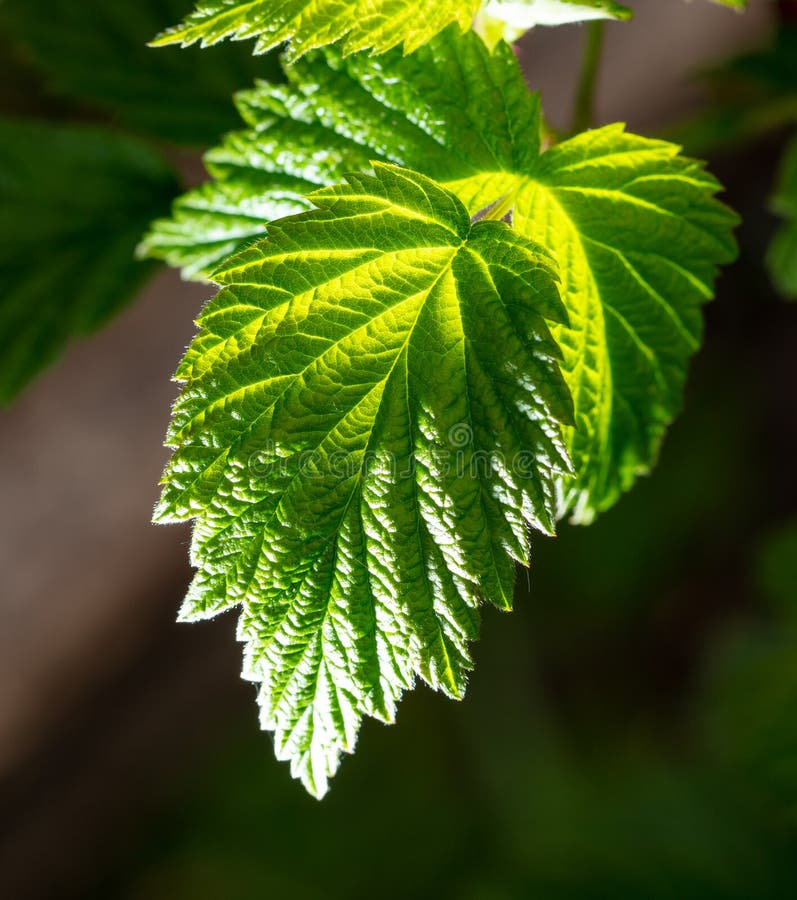 Green Leaves on a Raspberry Branch in Spring. Stock Photo - Image of ...