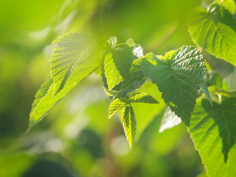 Green Leaves on a Raspberry Bush Stock Photo - Image of garden, beauty ...
