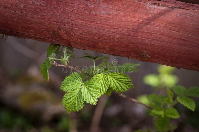 Green Leaves of Raspberry Plant Growing in Garden Stock Image - Image ...