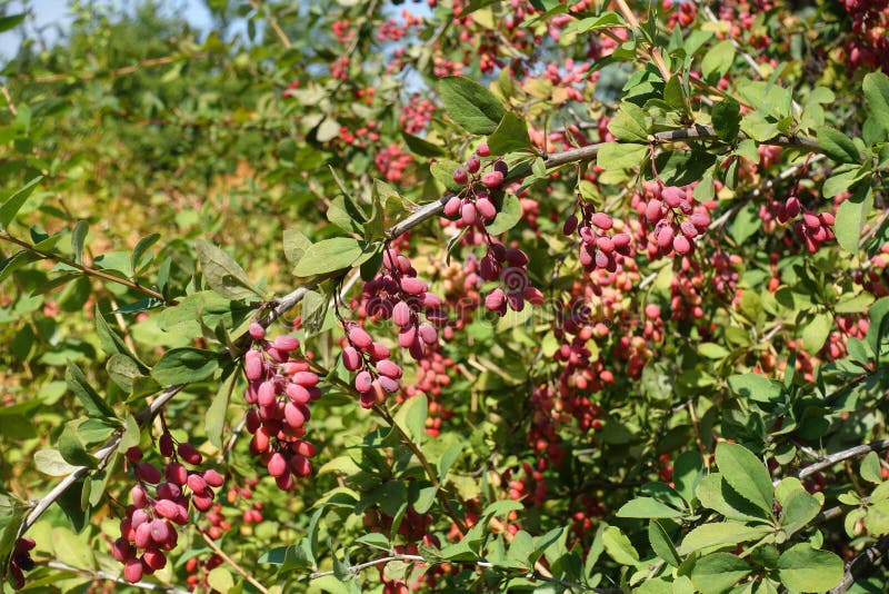 Green Leaves and Red Berries of Barberry in September Stock Photo ...