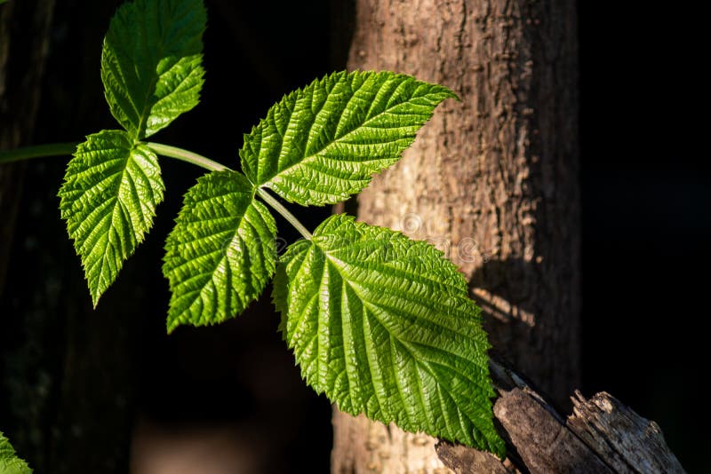 Rubus Idaeus Leaf
