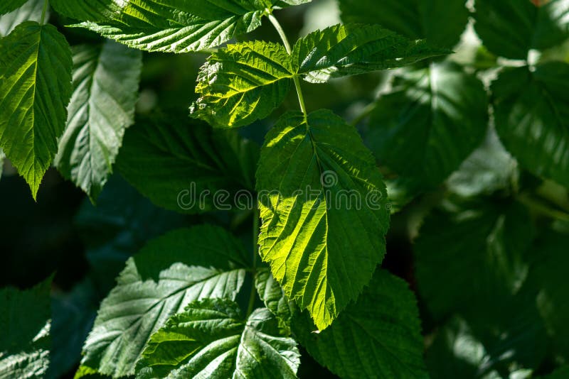 Green Leaves of Red Raspberry, Rubus Idaeus Top View. Close Up ...