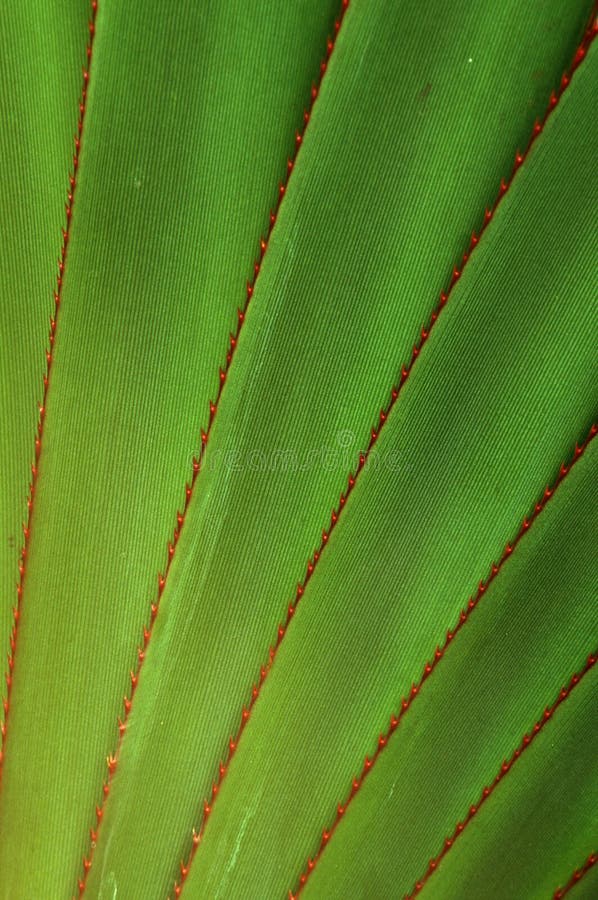 Green Leaves with Red Tooth Pattern Stock Image - Image of green ...