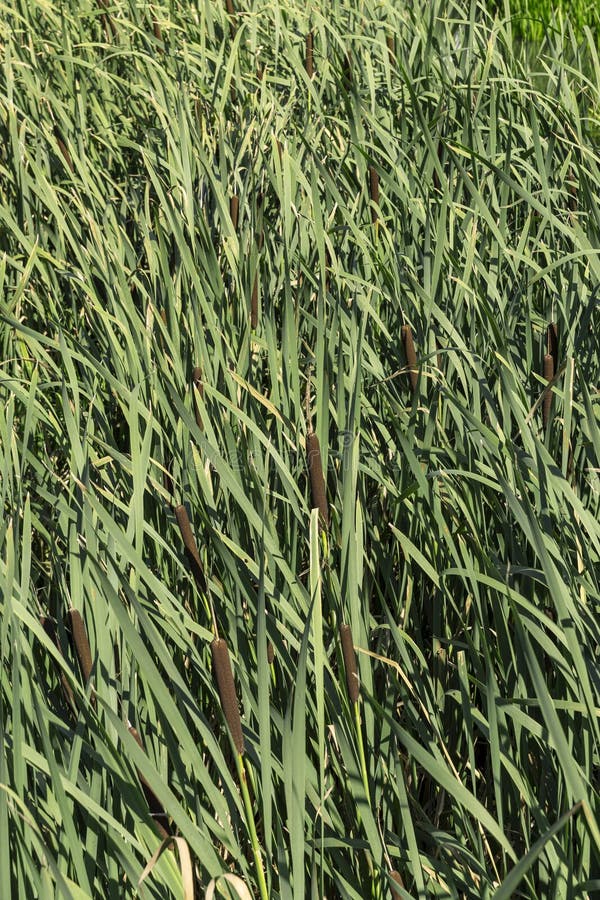 Green Leaves of Reeds in the Summer Stock Photo - Image of outdoor ...