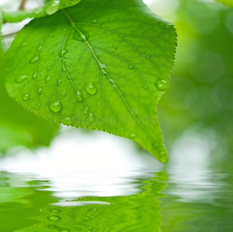 Leaf Touching Water stock photo. Image of outdoors, green - 19653970