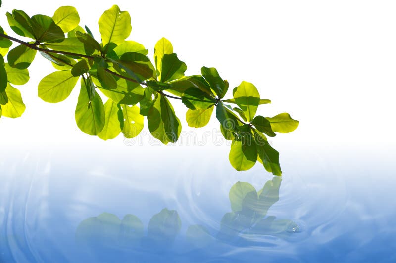 Green Leaves with Reflection Stock Image - Image of outdoor, closeup ...