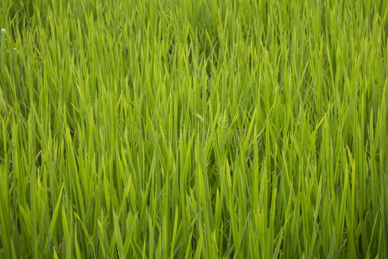 Green leaves of rice field stock photo. Image of background - 55357216