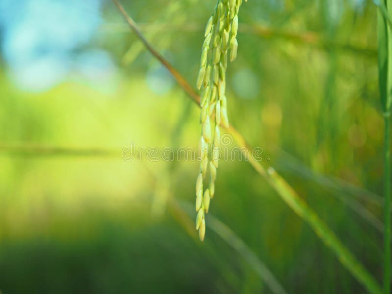 Green Leaves of Rice Fresh for Background Nature Stock Image - Image of ...