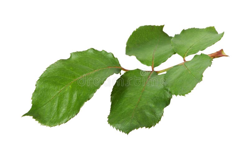 Green Leaves of Rose Isolated on White Stock Image - Image of natural ...