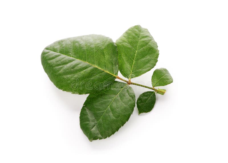 Green Leaves of Rose on White Background Stock Image - Image of ...
