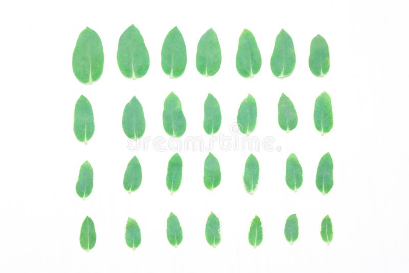 Green Leaves in a Row. the Pattern, the Composition of the Plant Stock ...