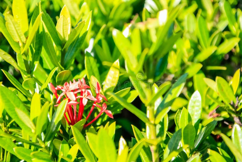 Green Leaves of Rubiaceae Background. Stock Photo - Image of closeup ...