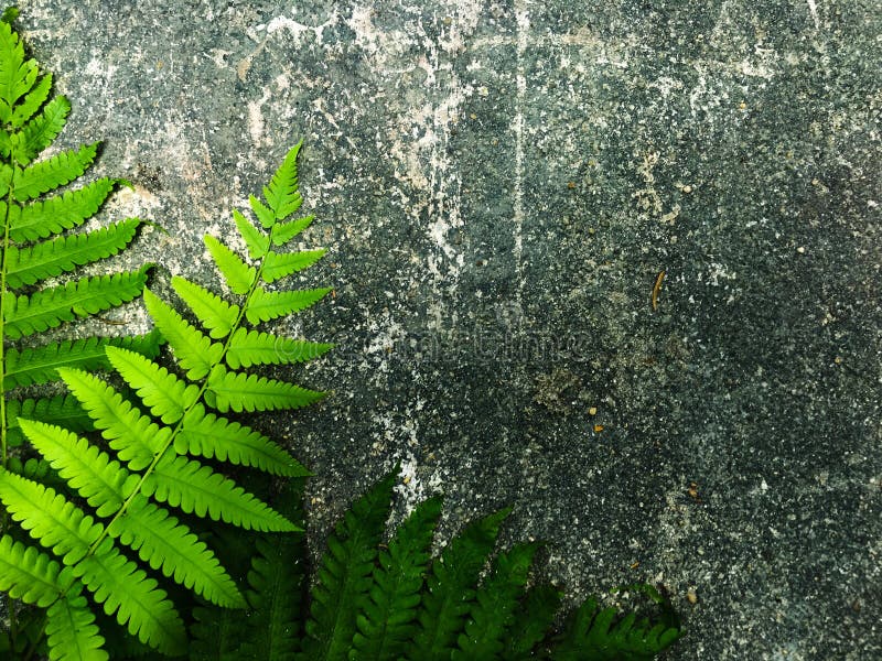 Green Leaves on Rustic Wall Background. Flat Lay for Design Stock Photo ...