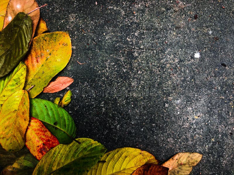 Green Leaves on Rustic Wall Background. Flat Lay for Design Stock Photo ...