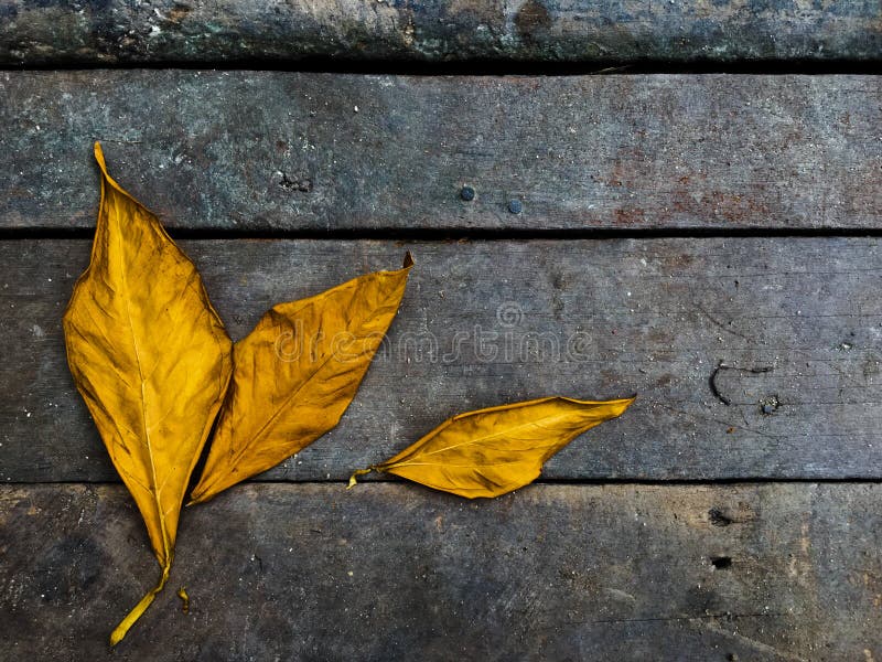 Green Leaves on Rustic Wooden Background. Flat Lay for Design Stock ...
