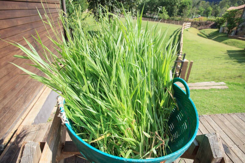 Green Leaves of Ruzi Grass for Castle Farm Stock Image - Image of close ...