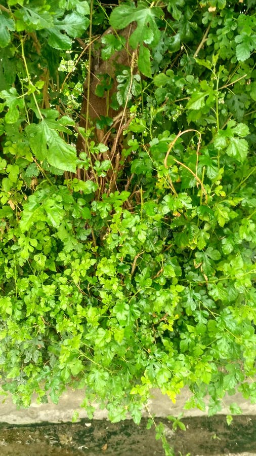 Satush Stock Photos - Free & Royalty-Free Stock Photos from Dreamstime