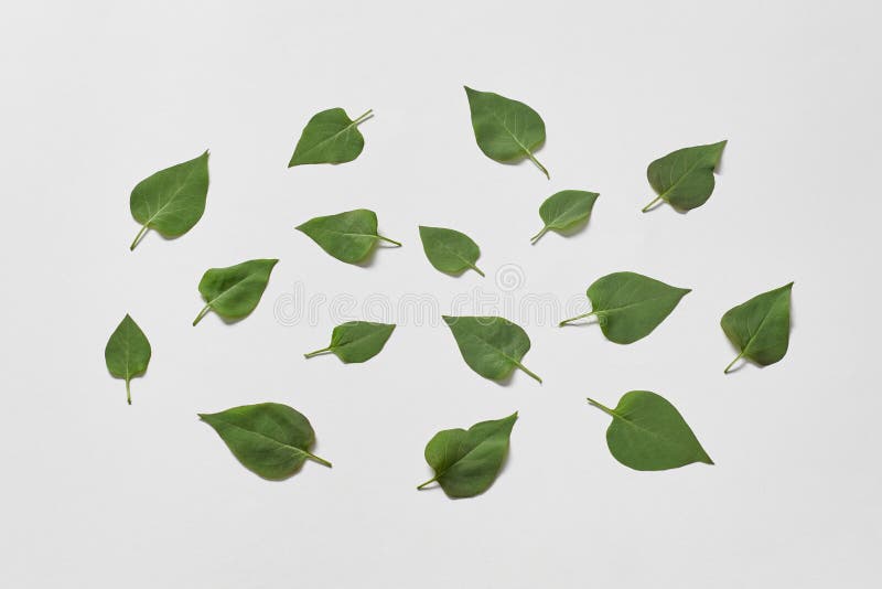 Green Leaves Scattered on White Background Stock Image - Image of ...