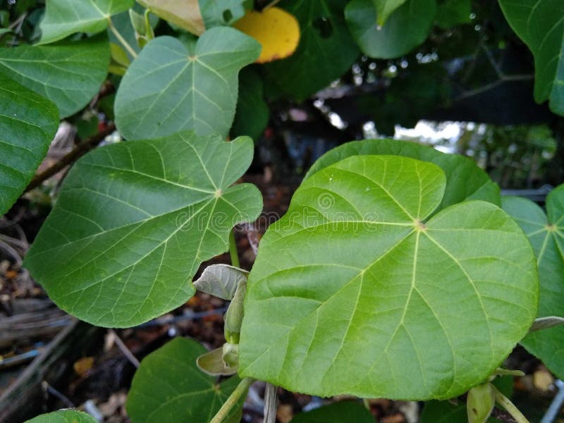 The Green Leaves of the Sea Hibiscus Tree Stock Image - Image of design ...