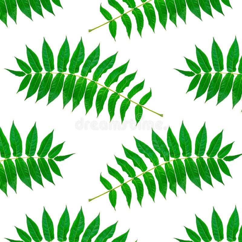 Green Leaves Seamless Pattern on a White Background Stock Photo - Image ...