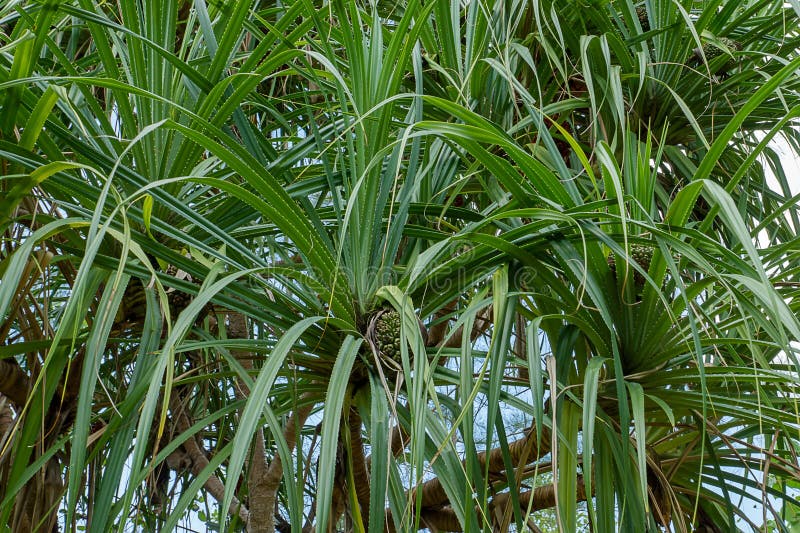 Green Leaves of Seashore Screwpine Tree Stock Image - Image of color ...