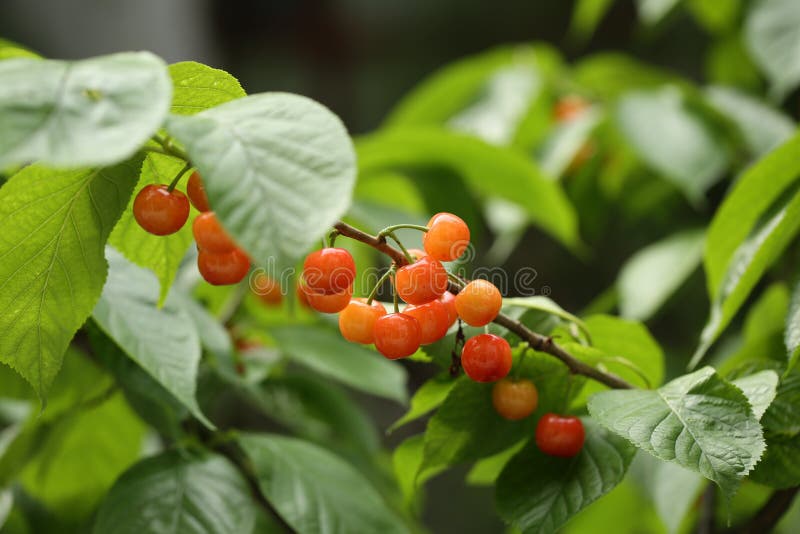 Men Leaves One Set Wa Stock Photos - Free & Royalty-Free Stock Photos ...