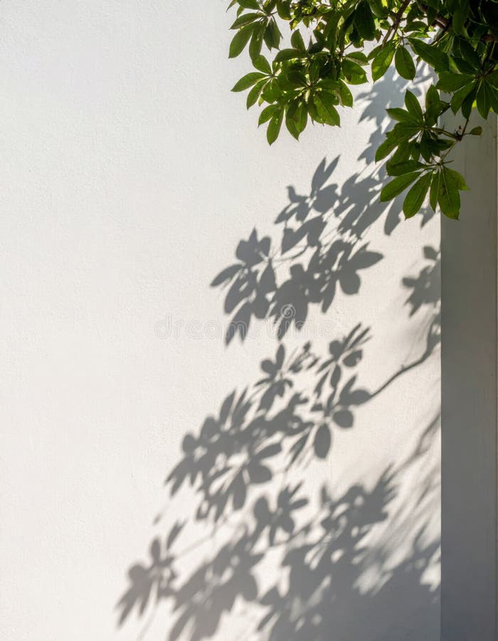 Green Leaves Shadow on White Wall Background Stock Illustration ...