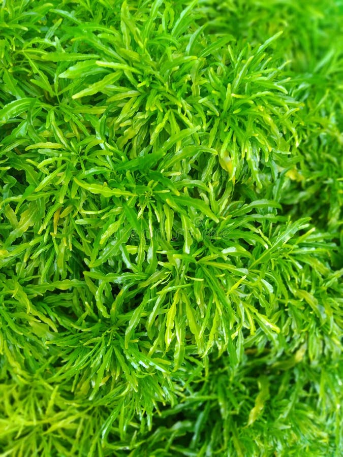 Green Leaves on a Shady Treeï¿¼ Stock Photo - Image of object, shady ...