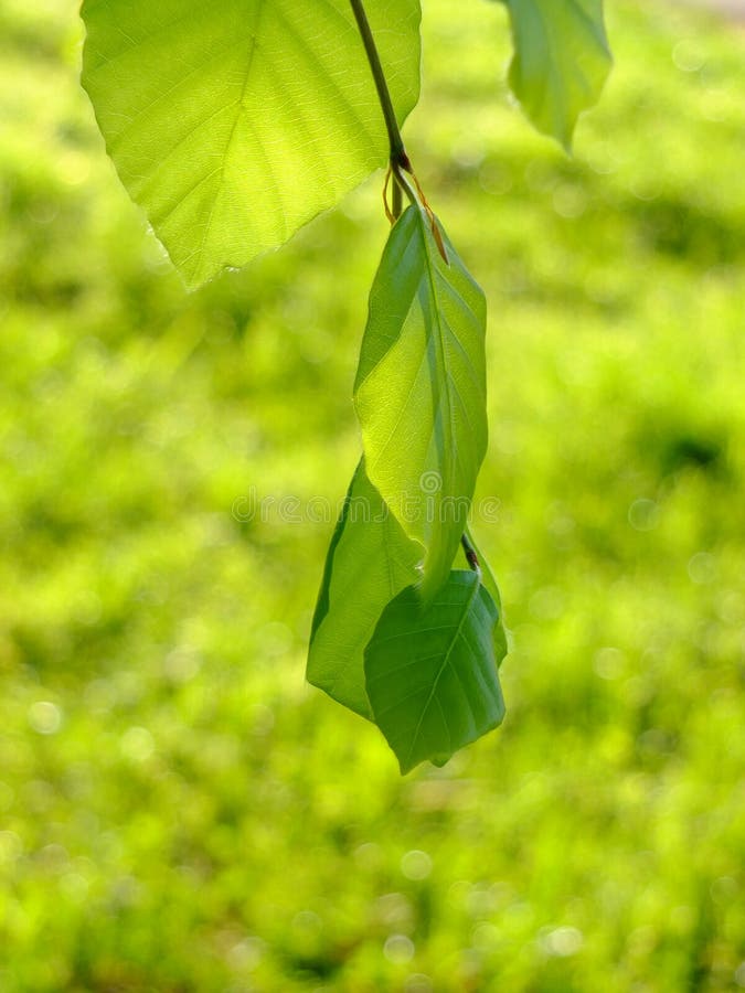 Green Leaves, Shallow Focus Stock Image - Image of closeup, branches ...