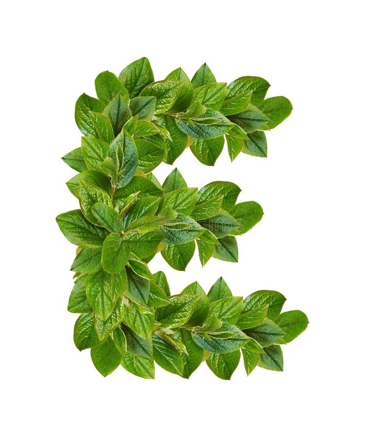 Green Leaves in a Shape of Letter E Isolated Stock Image - Image of ...