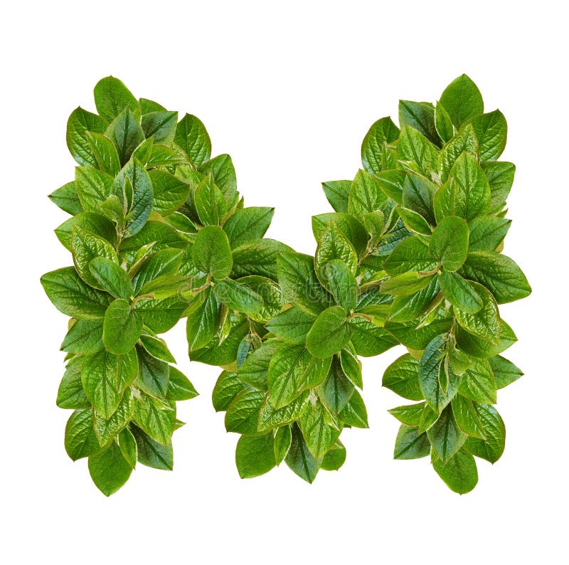 Green Leaves in a Shape of Letter M Isolated Stock Image - Image of ...