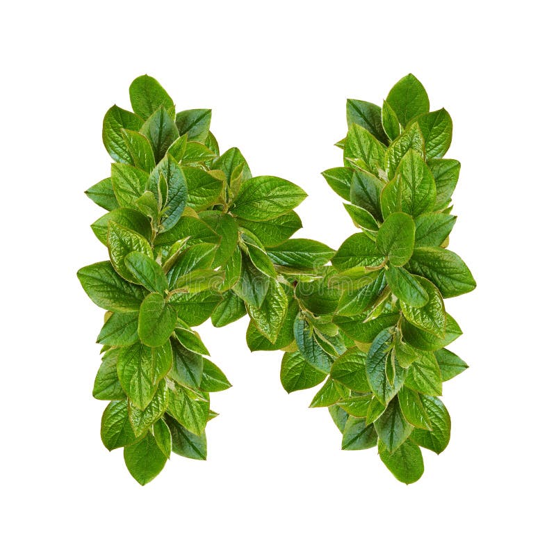 Green Leaves in a Shape of Letter N Isolated Stock Image - Image of ...