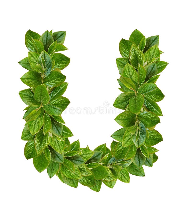 Green Leaves in a Shape of Letter U Isolated Stock Photo - Image of ...