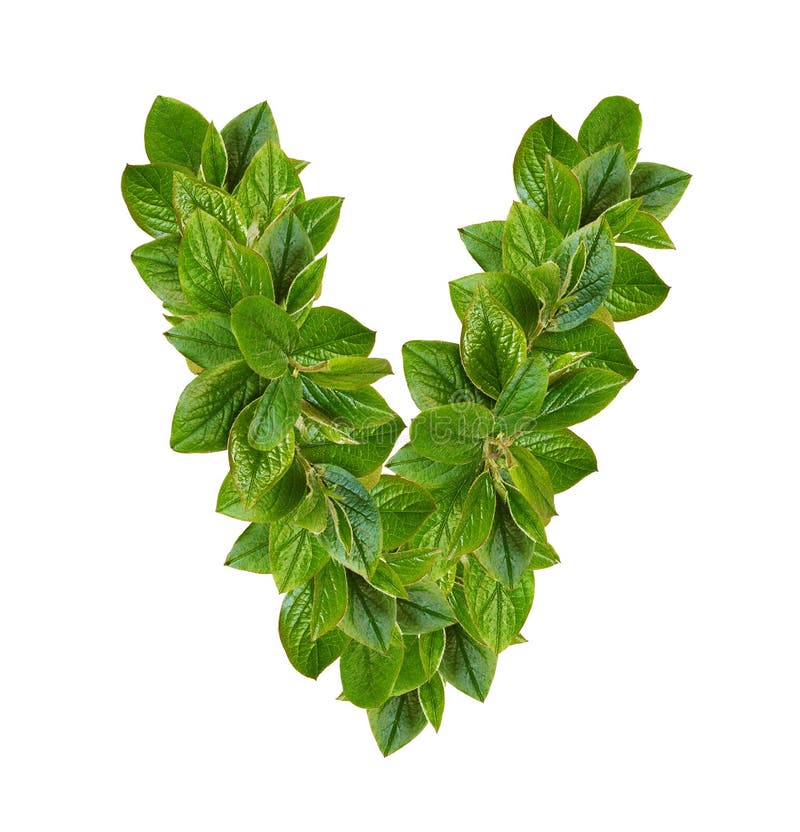 Green Leaves in a Shape of Letter V Isolated Stock Image - Image of ...