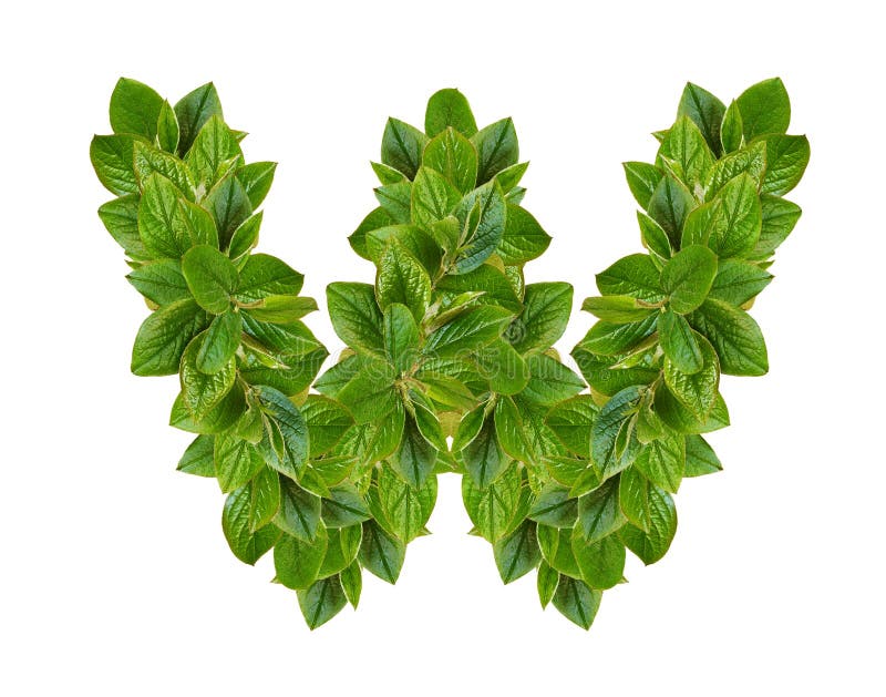 Green Leaves in a Shape of Letter W Isolated Stock Image - Image of ...