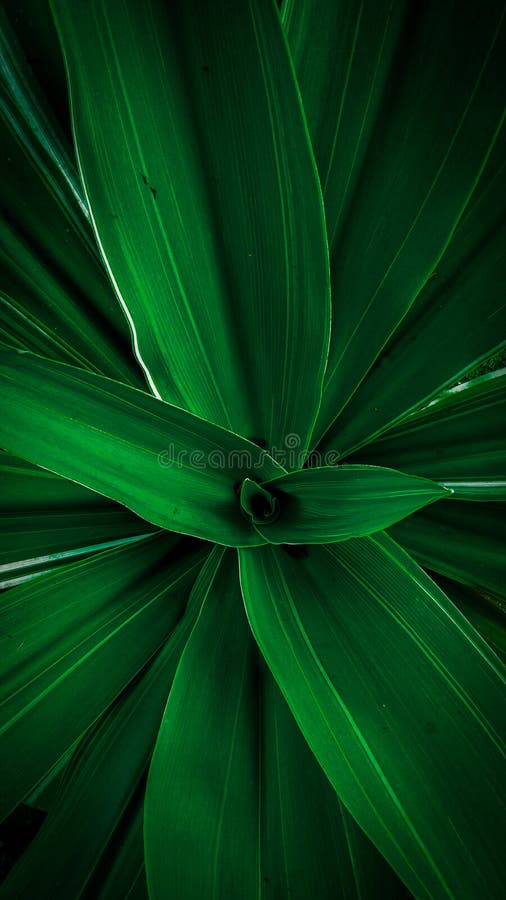 Green Leaves Shot in High Angel Stock Image - Image of potrait, flower ...