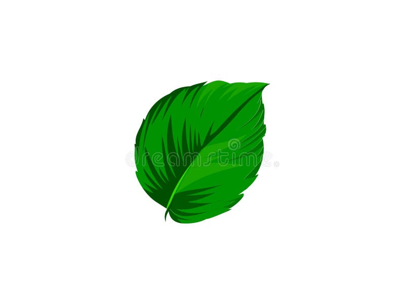 Green Leaves Single Isolated on White Background Stock Vector ...