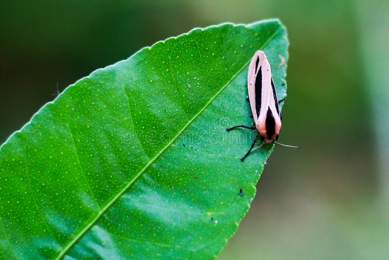 Green leaves sith buterfly stock image. Image of buterfly - 256683751