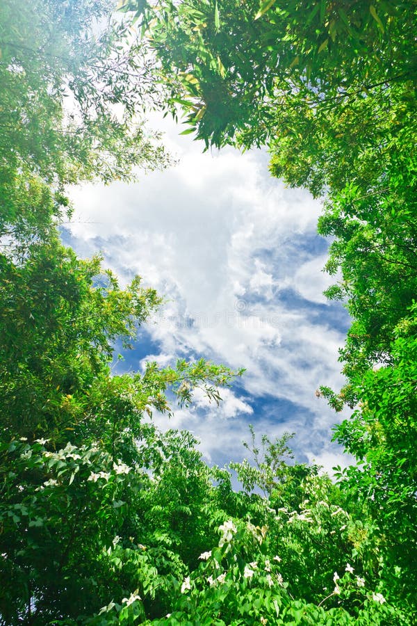 Green leaves with sky stock photo. Image of organic, summer - 14724046