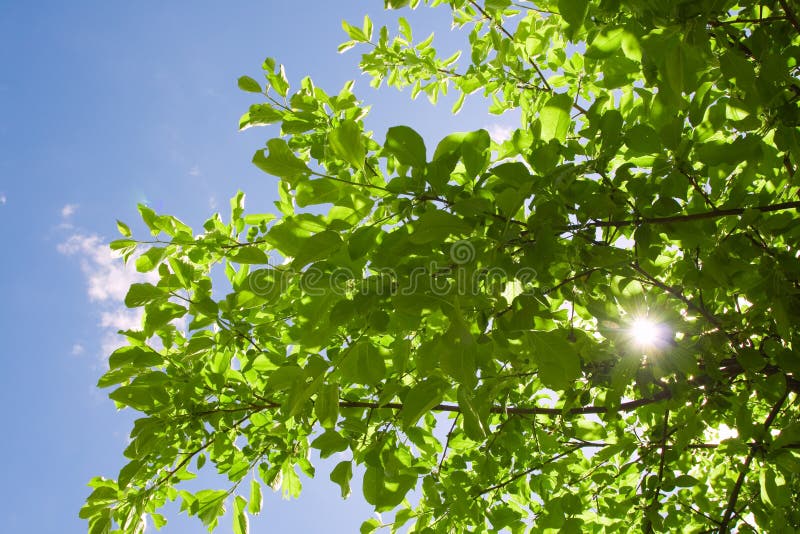 Green leaves with sky stock image. Image of frame, leaves - 19903567