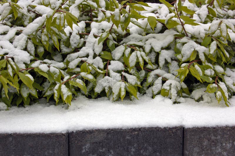 Green leaves stock image. Image of nice, rock, morning - 176298683